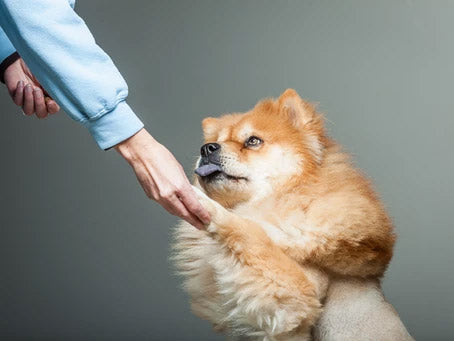 5 Things to Do With Your Dog – The Dog's Meow